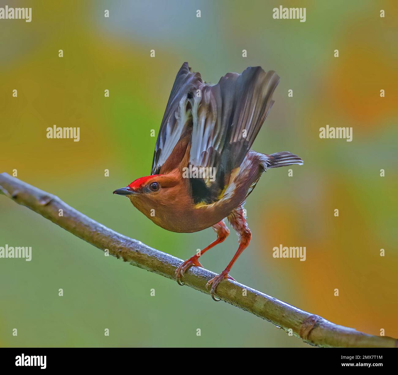 Cub winged manakin hi-res stock photography and images - Alamy