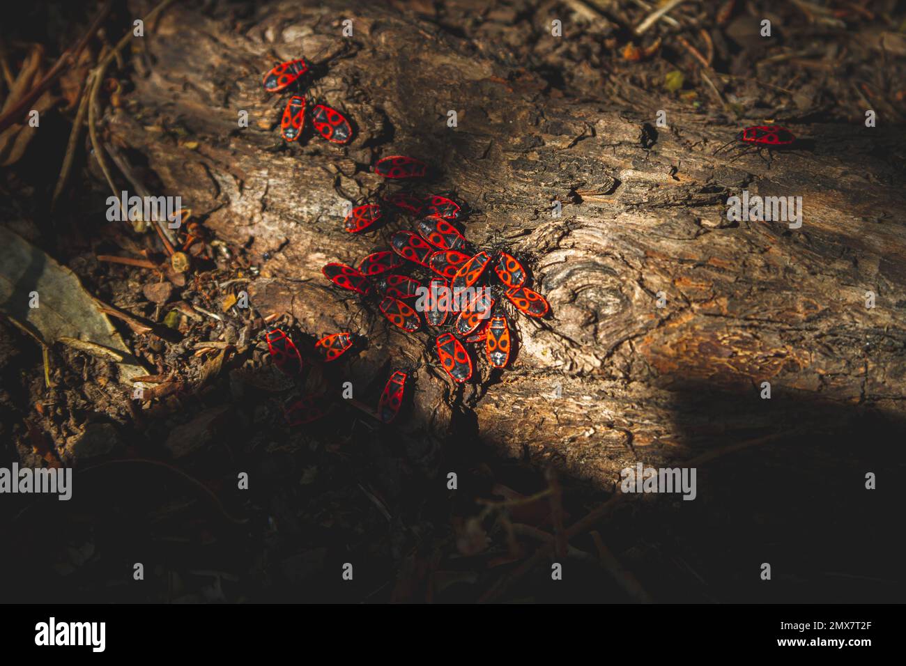 Red bug. Accumulation of soldier bugs. Red beetles in sun. Flock of ...