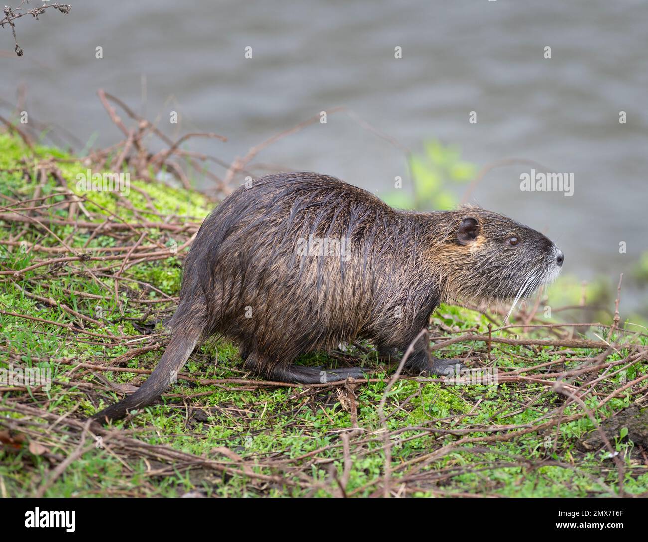 Italy, Lombardy, Countryside of Cremona Province, Coypu, Nutria ...