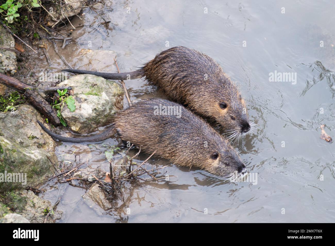 Italy, Lombardy, Countryside of Cremona Province, Coypu, Nutria ...