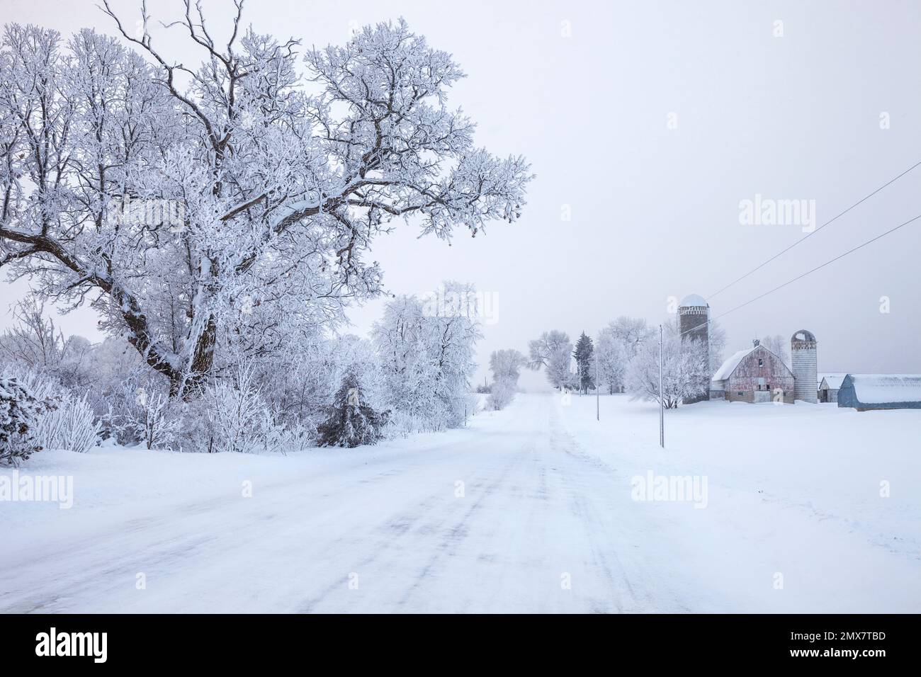 Farm in winter along a road with trees in Minnesota on a frosty snowy ...