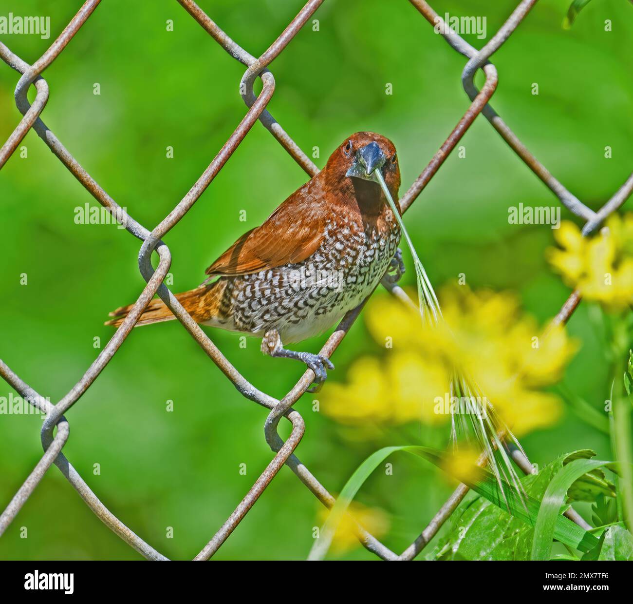 Nutmeg finch hi-res stock photography and images - Alamy