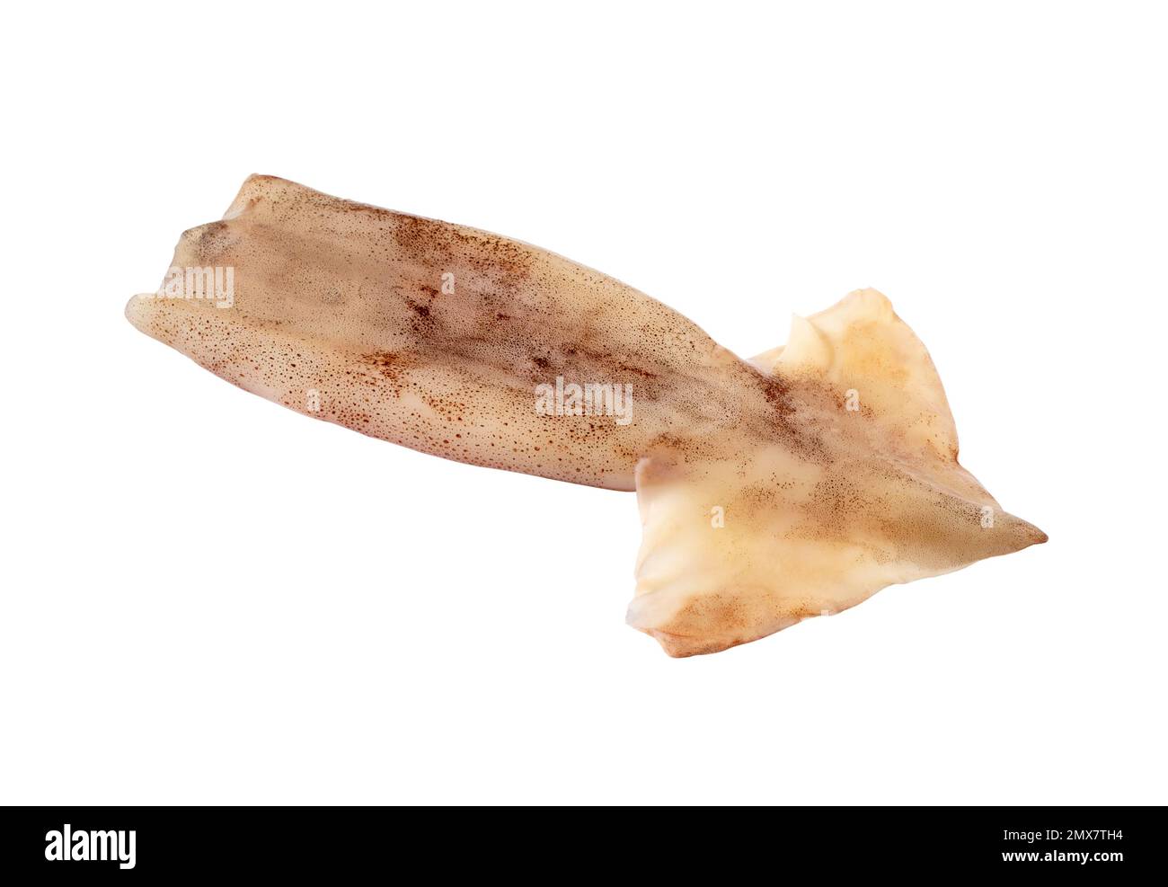 Squid Tubes. Fresh Calamari Steaks. Pacific Squid Fillet. Squid fillet ...