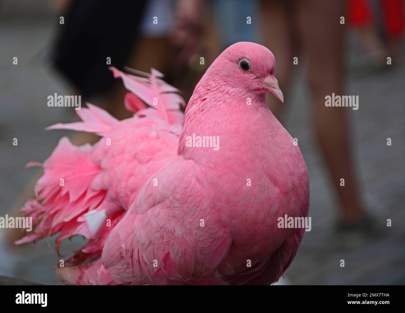 Pink pigeon hi-res stock photography and images - Alamy