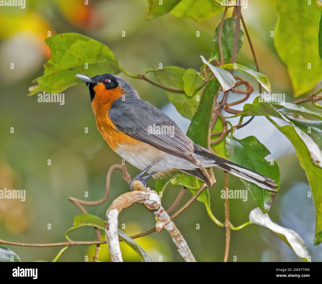 Spectacled monarch symposiachrus trivirgatus hi-res stock photography ...