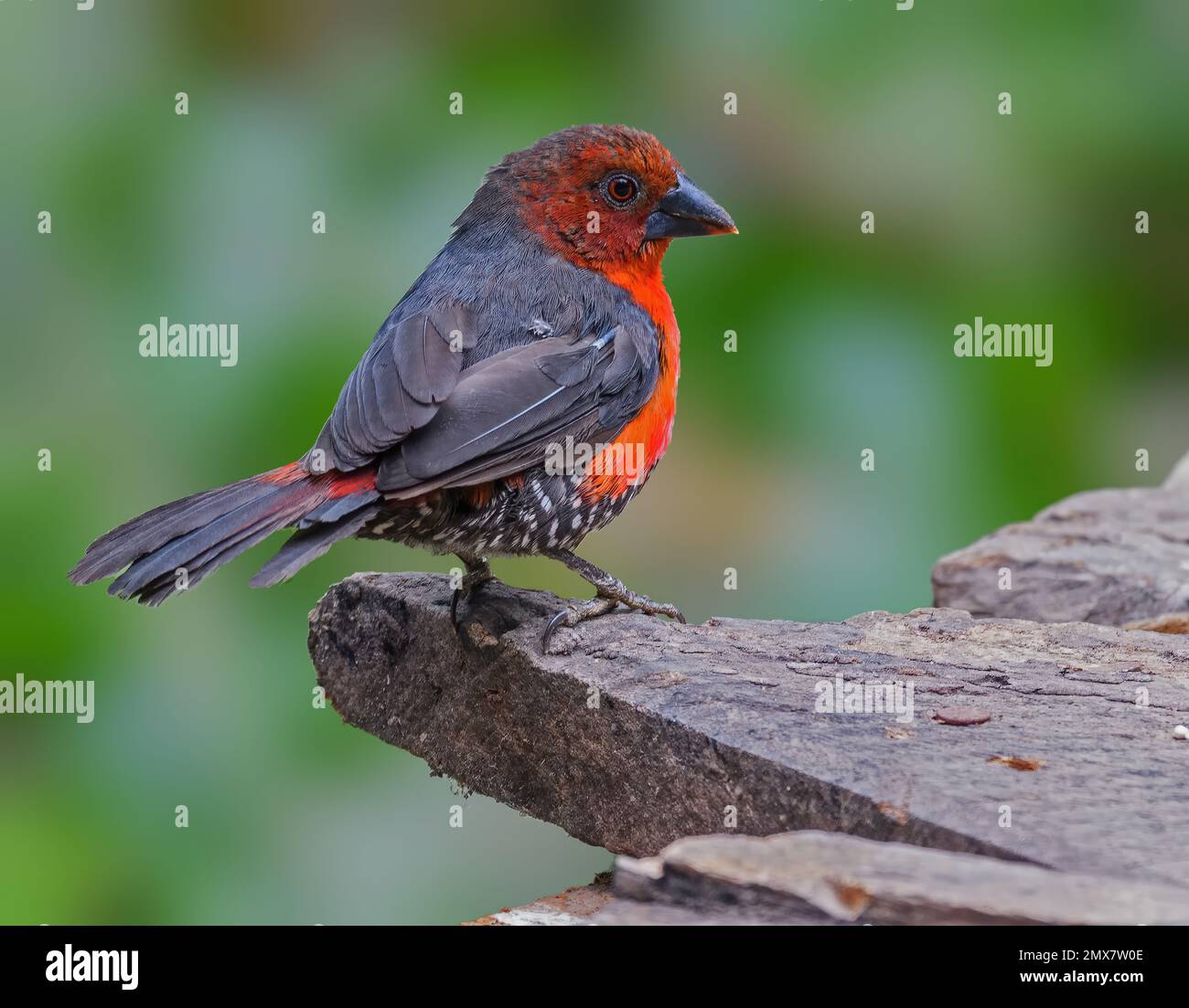 Western bluebill hi-res stock photography and images - Alamy