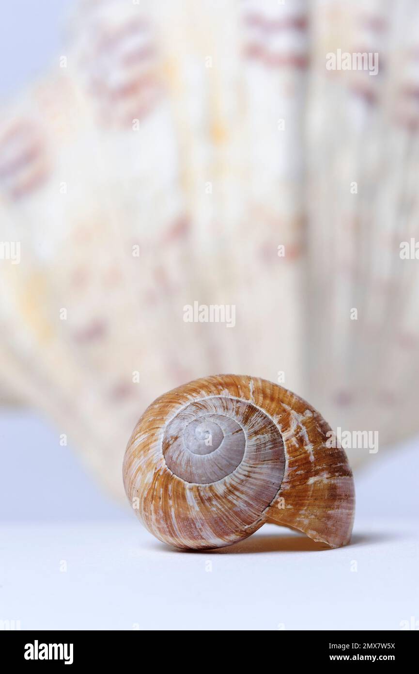 Seashell Shell Structure Still Life Beauty Art Concept Artwork Natural Beauty Natural