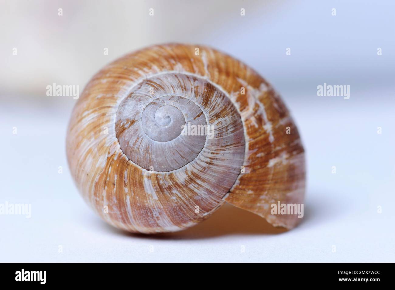 seashell, shell, structure, still life, beauty, art, concept, artwork ...