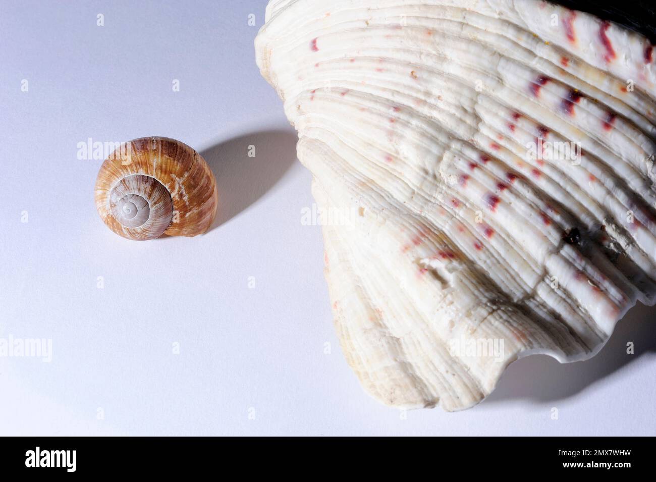 seashell, shell, structure, still life, beauty, art, concept, artwork ...