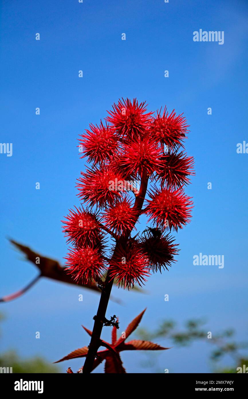 Fruiting ricinus hi-res stock photography and images - Alamy
