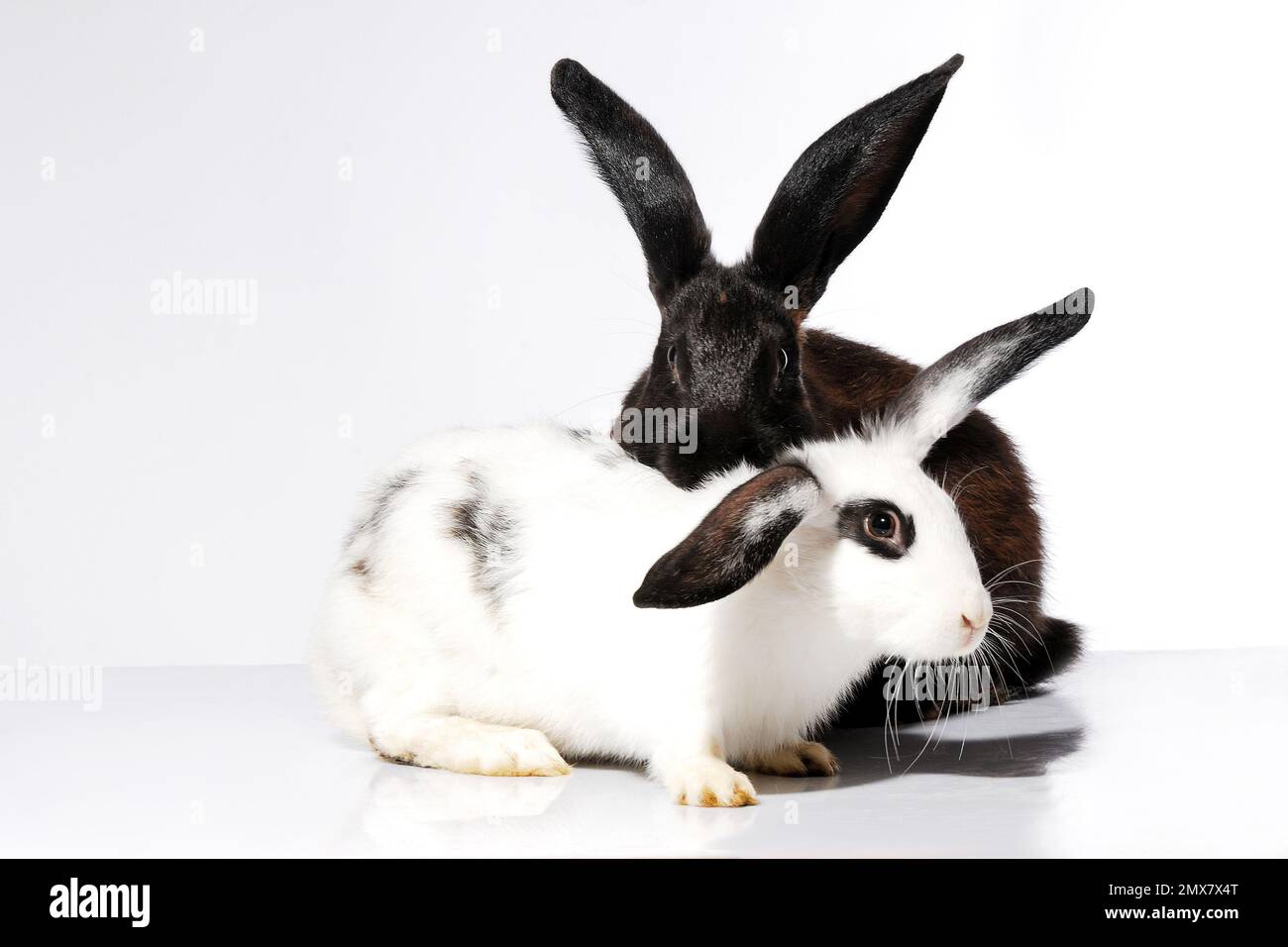Animals, wildlife, beauty, Rabbits, rabbits, animals, natural, studio ...