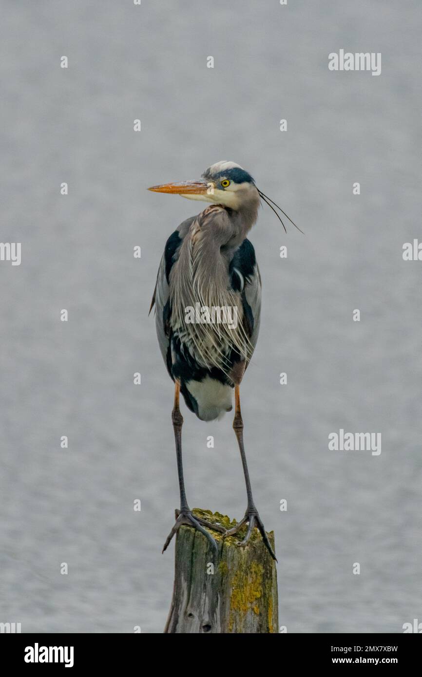 Curious Great Blue Heron perched on wooden post piling Stock Photo - Alamy