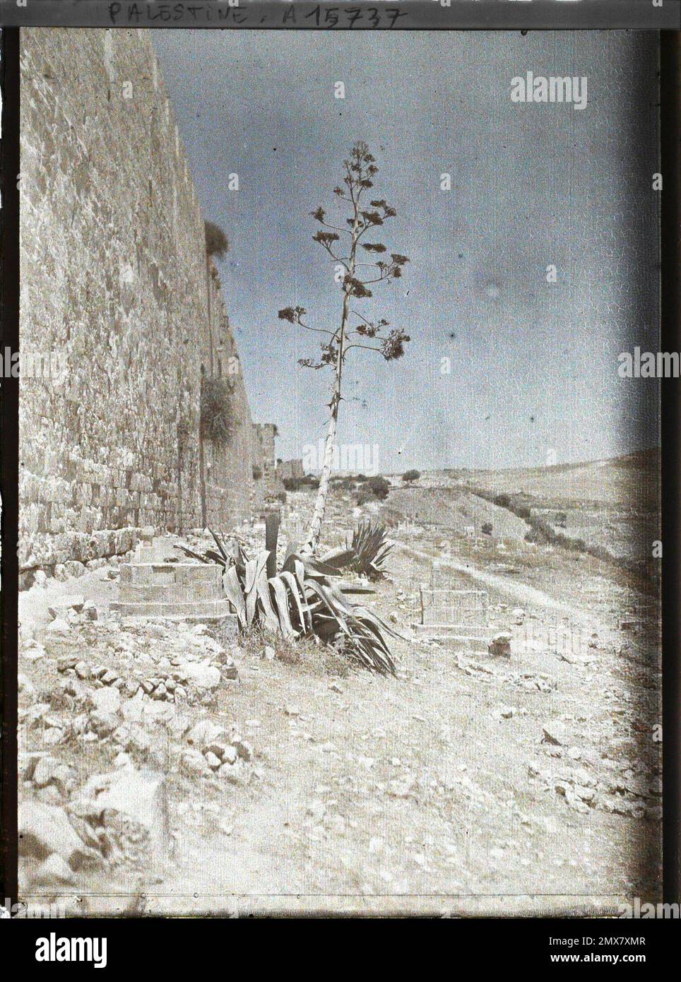 Jerusalem, Palestine a young conifer at the foot of the eastern rampart ...