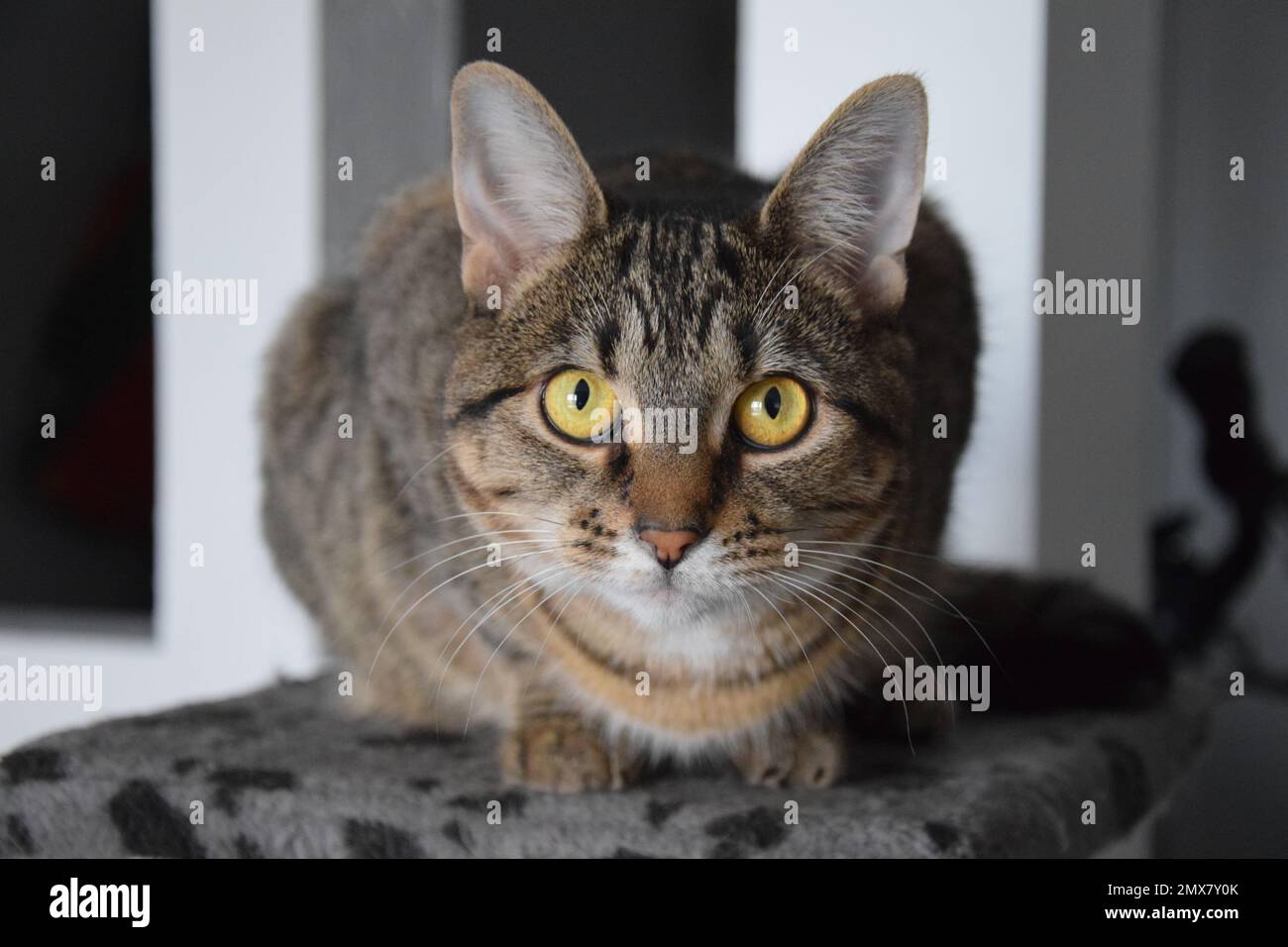 Cute Brown Striped Tabby Domestic Cat Portrait Stock Photo - Alamy