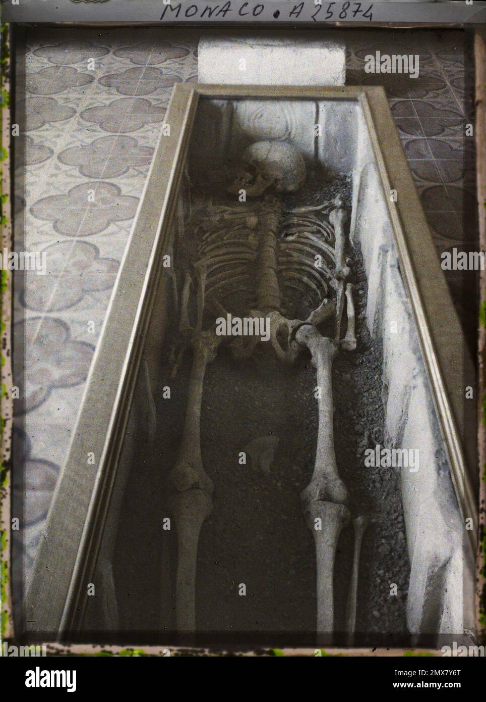 Monaco, Principality of Monaco Museum of Paleontology, skeleton of ...