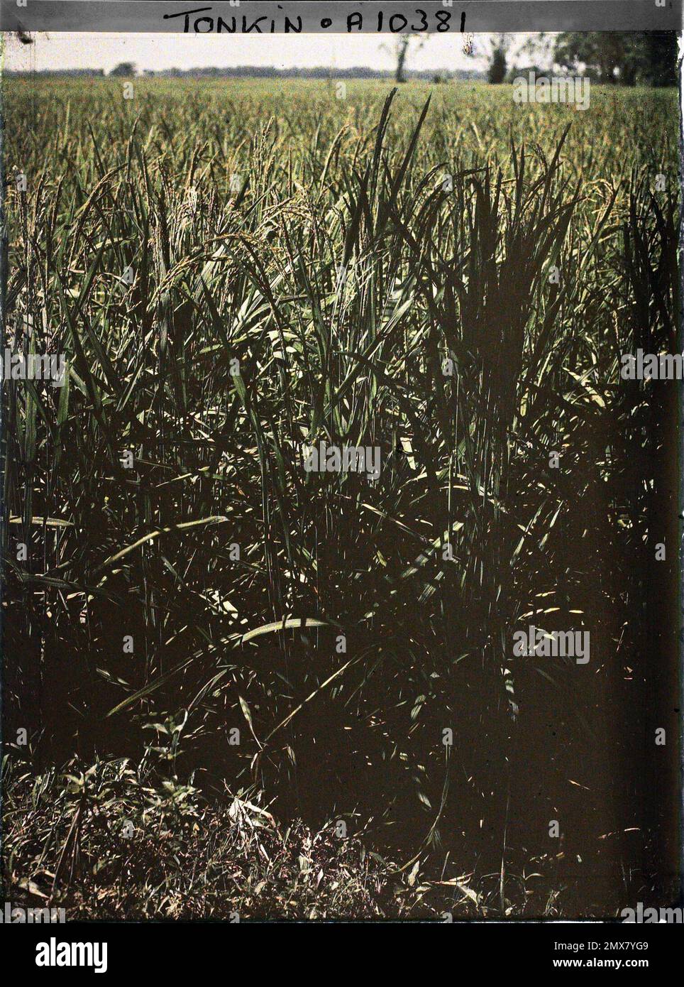 Tonkin, Indochina rice on foot, shortly before the harvest , Léon Busy ...