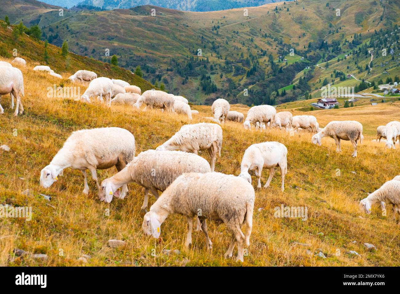 Huge herd of sheep eating yummy grass and uniting with nature on hillside meadow of Alps. Fluffy ...