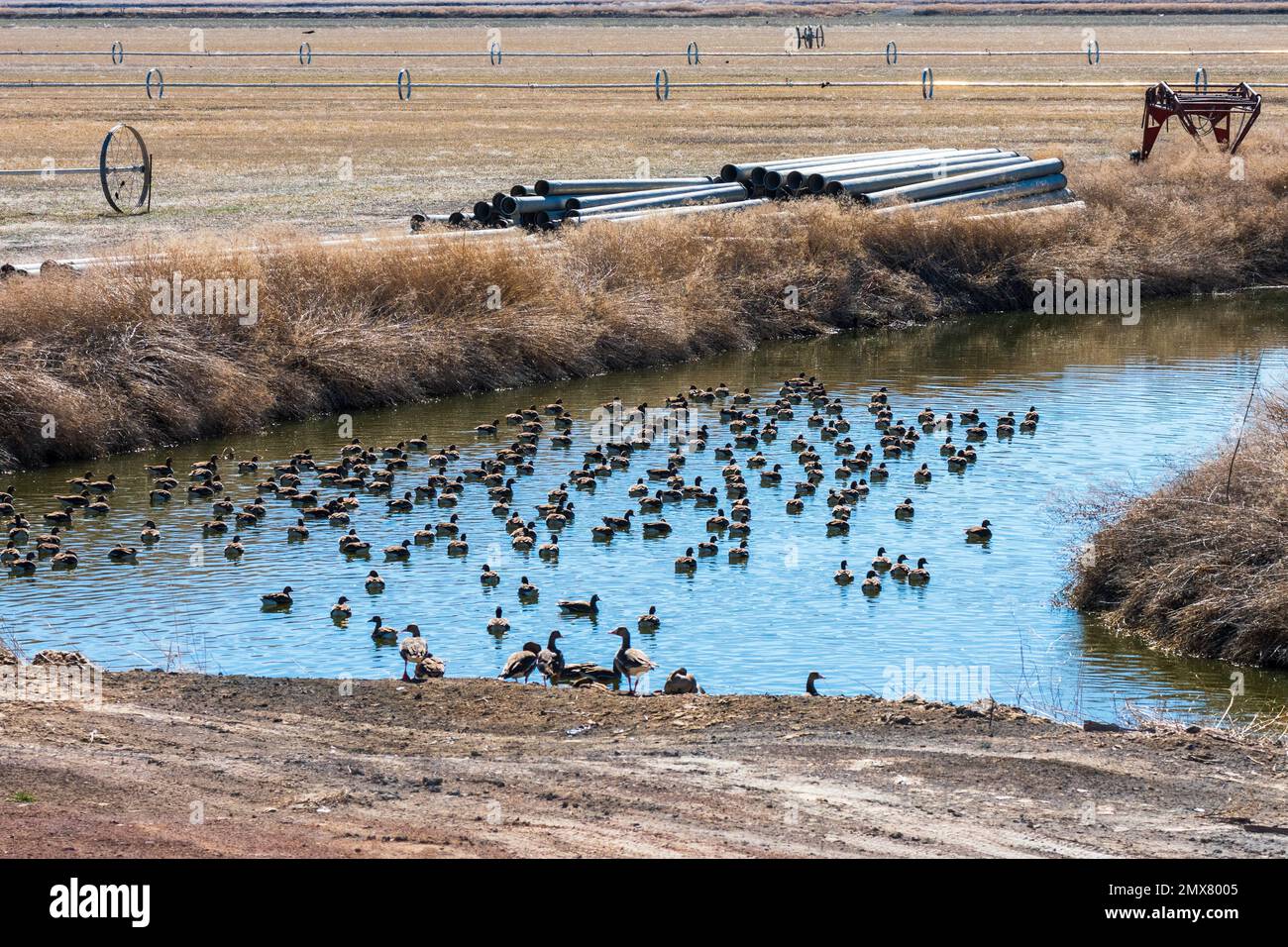 Tule lake drought hi-res stock photography and images - Alamy