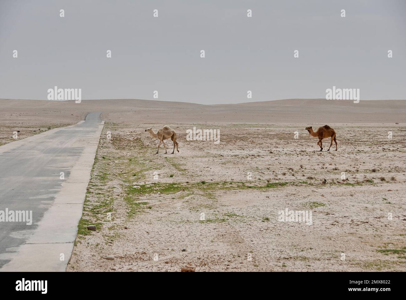 herd of Dromedaries standing in the blurry heat haze of the syrian ...