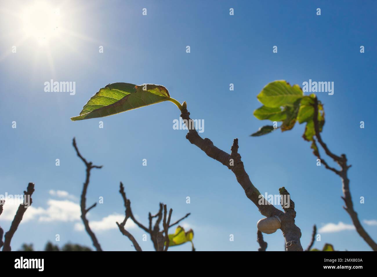 Plant branches with green shoots from a sapling tree against a blue sky ...