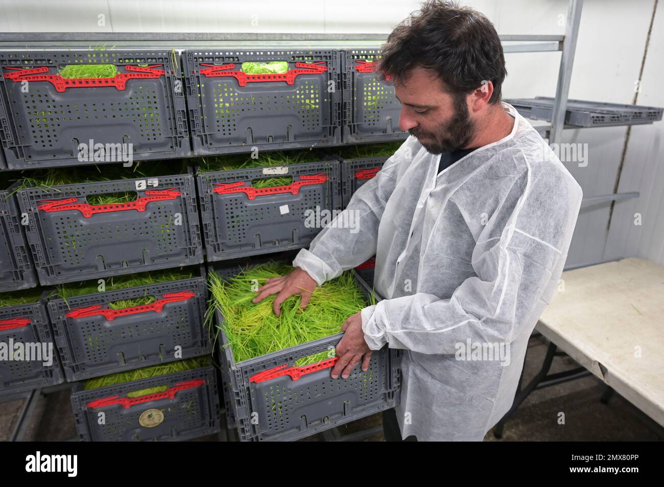 ISRAEL, Hargol FoodTech is the world's first commercial grasshopper ...