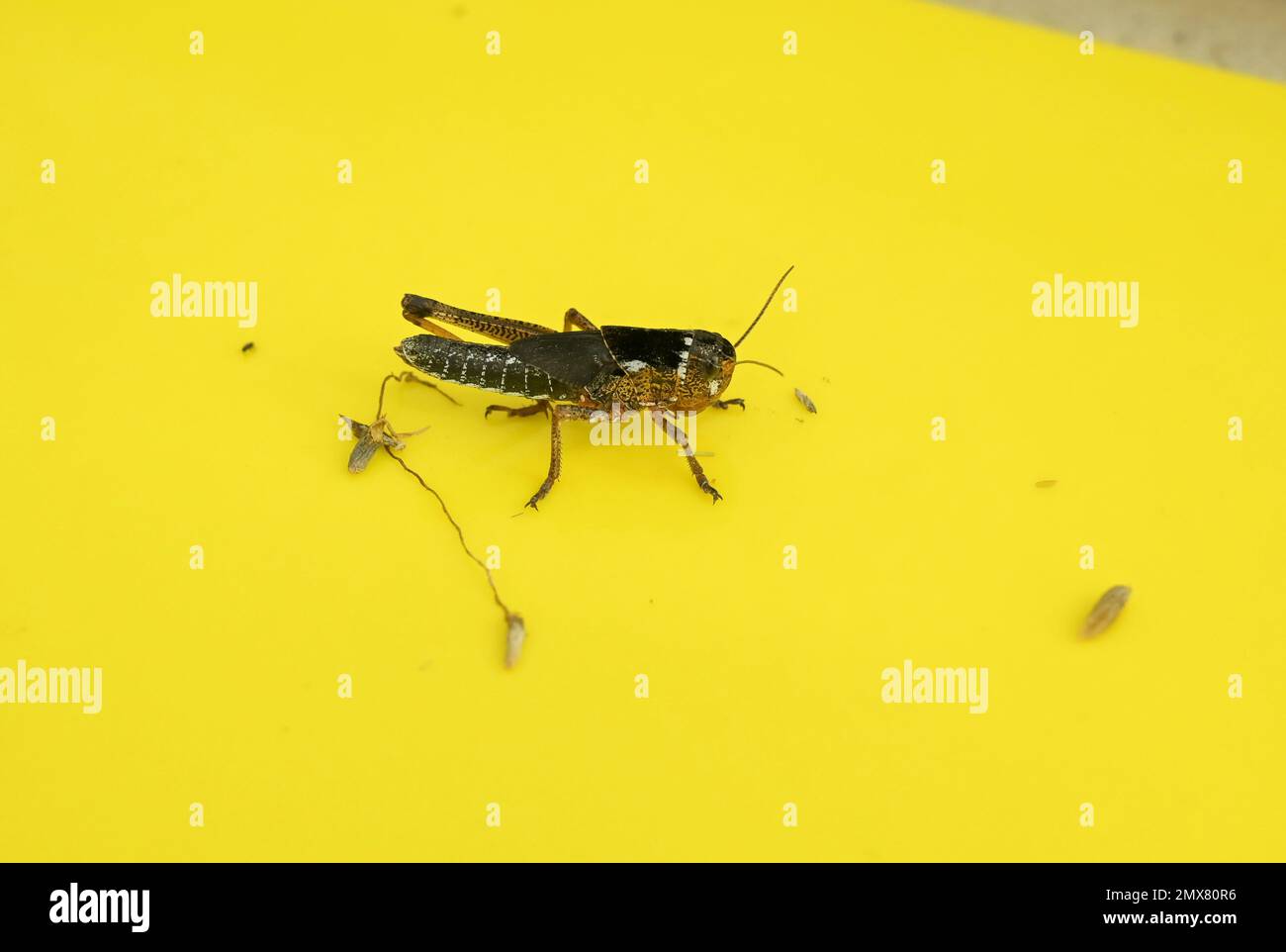 ISRAEL, Hargol FoodTech is the world's first commercial grasshopper ...