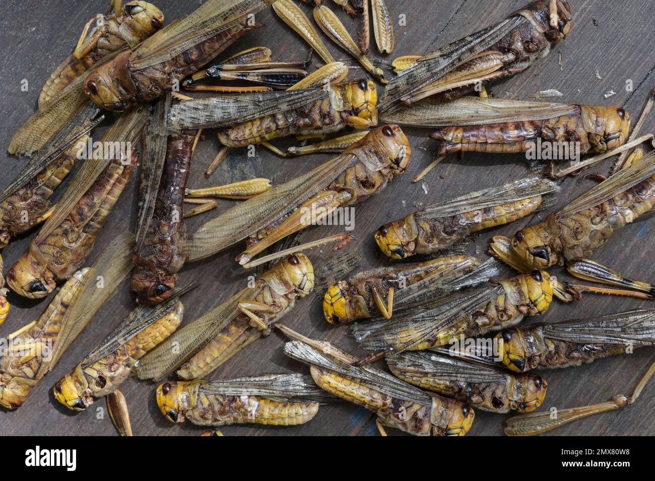 ISRAEL, Hargol FoodTech is the world's first commercial grasshopper ...