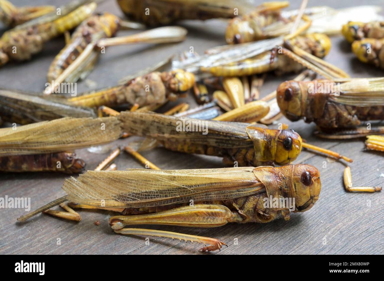 ISRAEL, Hargol FoodTech is the world's first commercial grasshopper ...