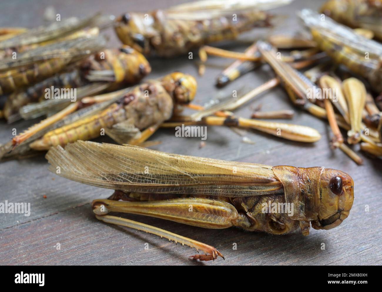 ISRAEL, Hargol FoodTech is the world's first commercial grasshopper ...