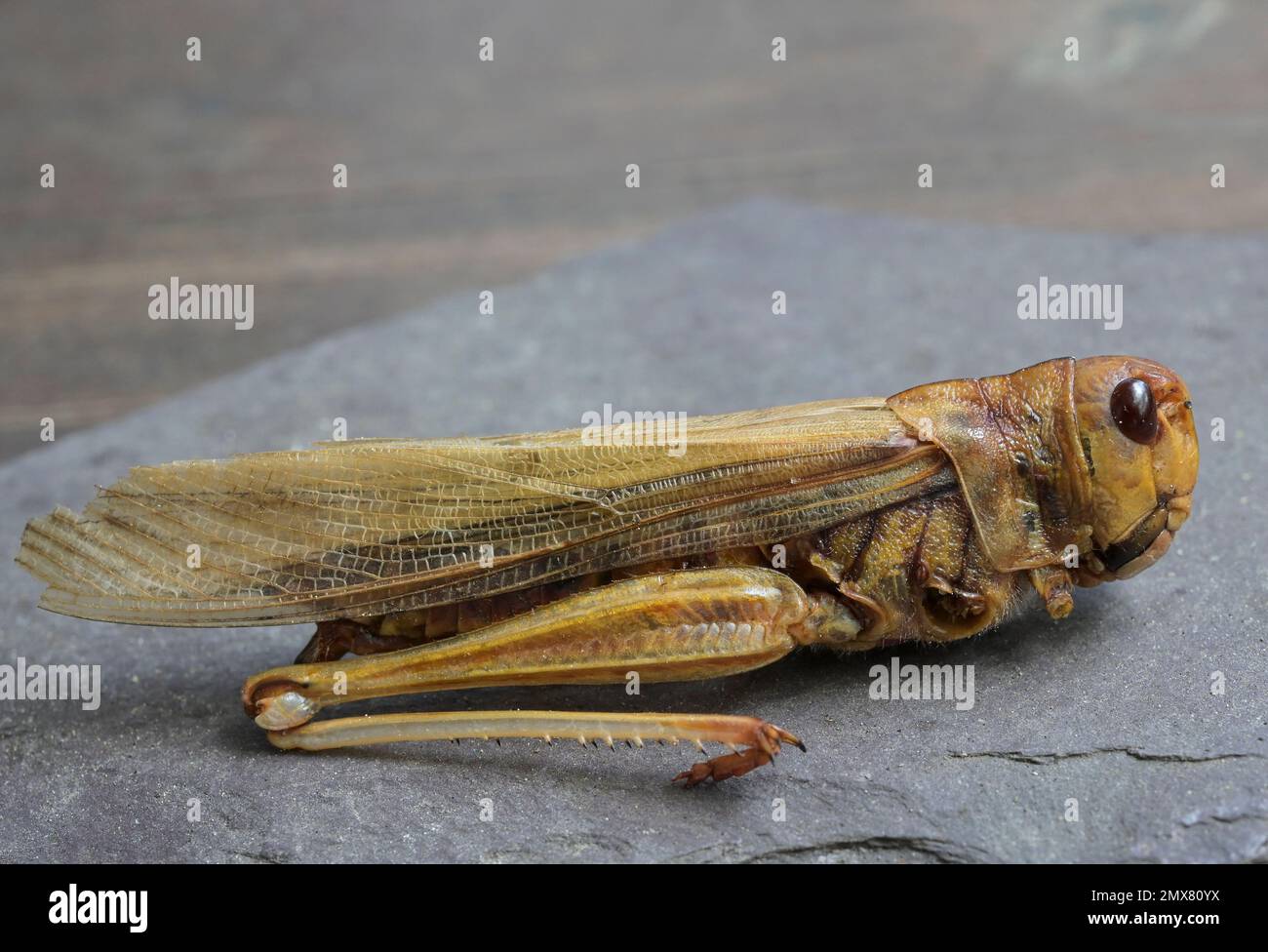 ISRAEL, Hargol FoodTech is the world's first commercial grasshopper ...