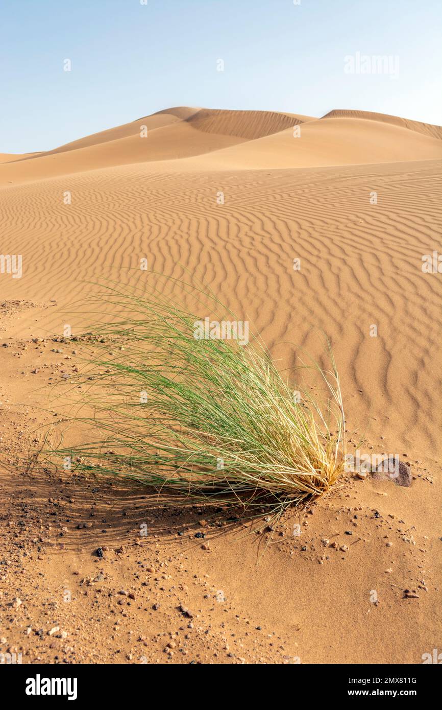 Drinn grass (Stipagrostis pungens) in the sand dunes of the Erg Chebbi ...