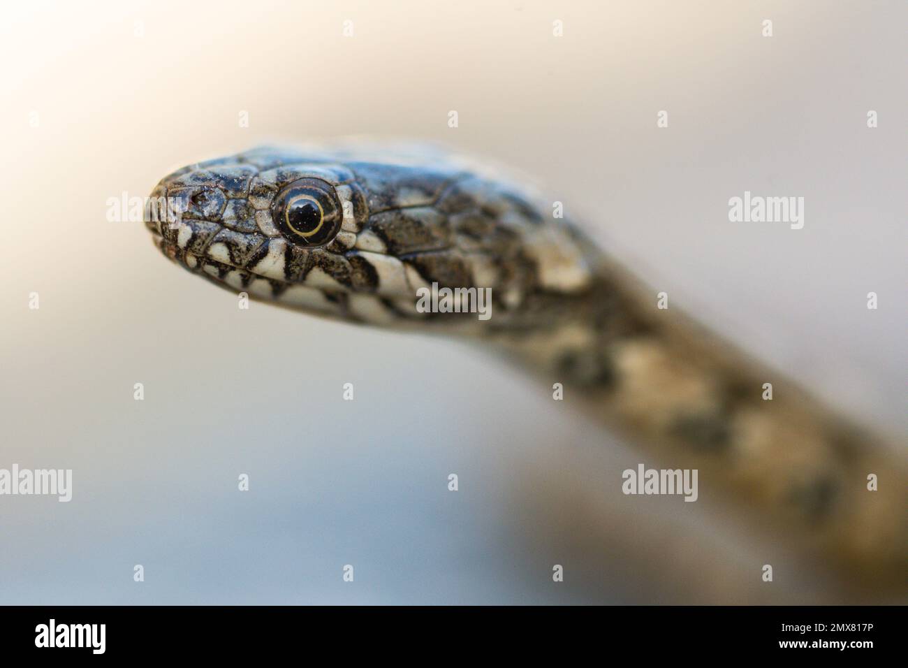 Wild natrix maura snake with camouflage scales slithering on stone ...