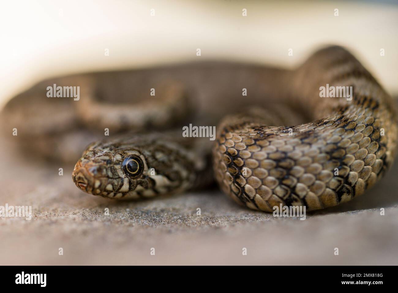 Wild natrix maura snake with camouflage scales slithering on stone ...