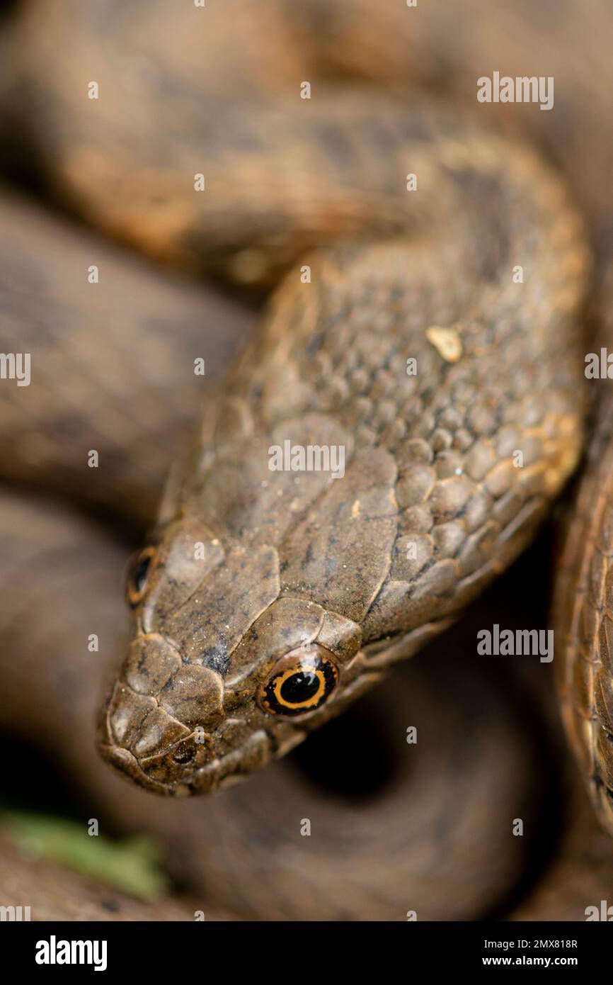 From above of wild natrix maura snake with camouflage scales slithering ...