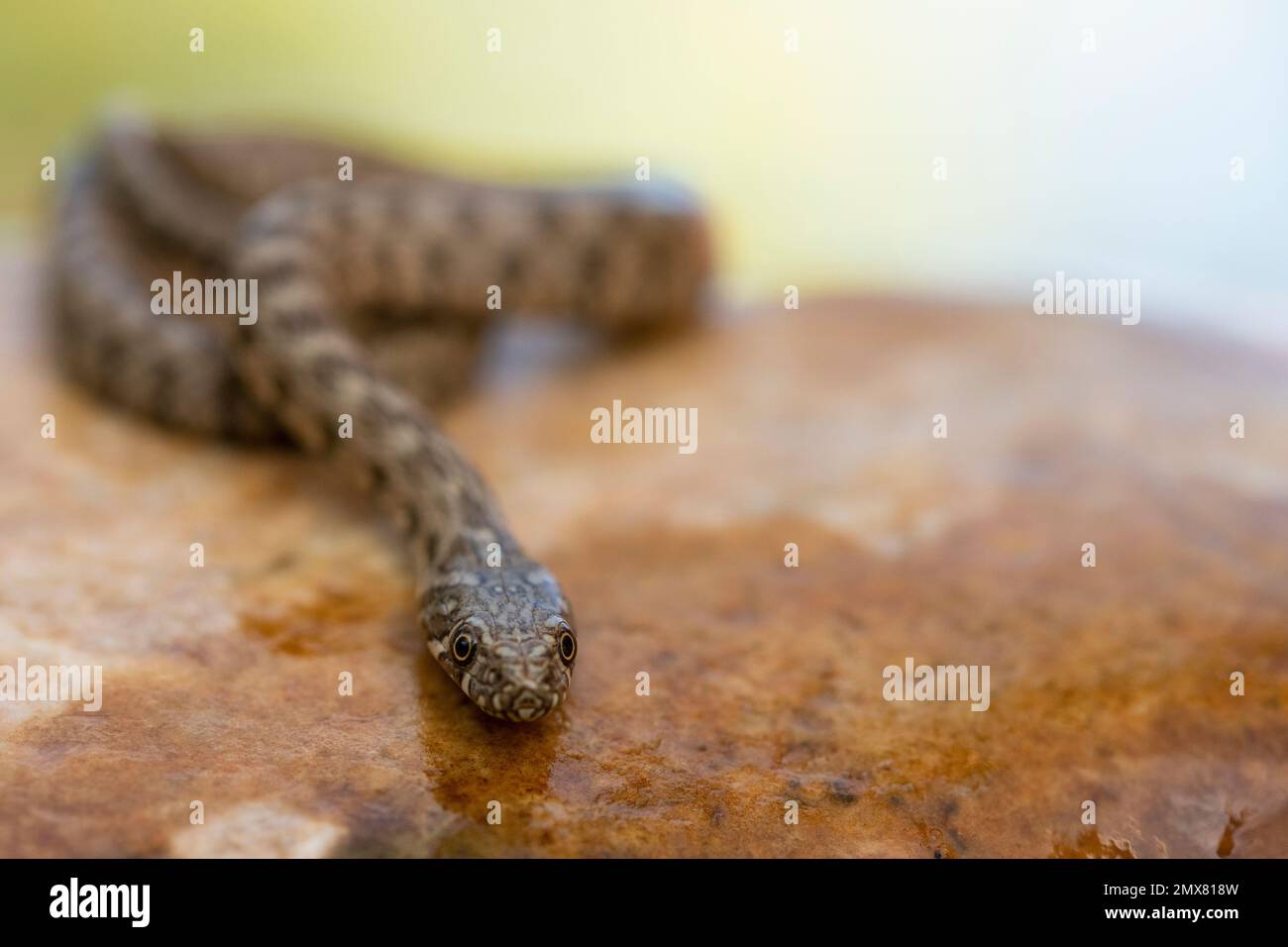 From above wild natrix maura snake with camouflage scales slithering on ...