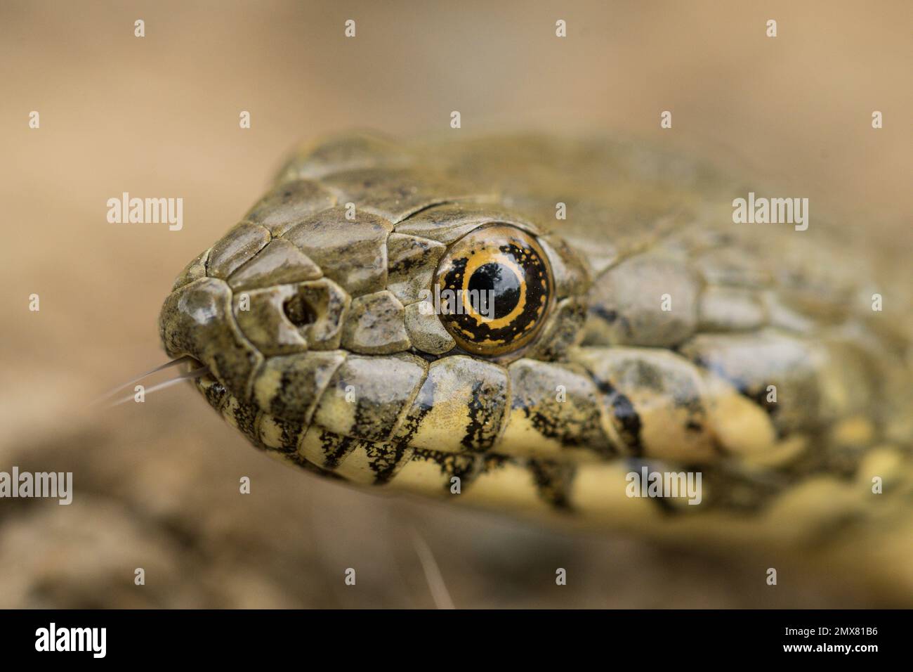 Wild natrix maura snake with camouflage scales slithering on rough dry ...
