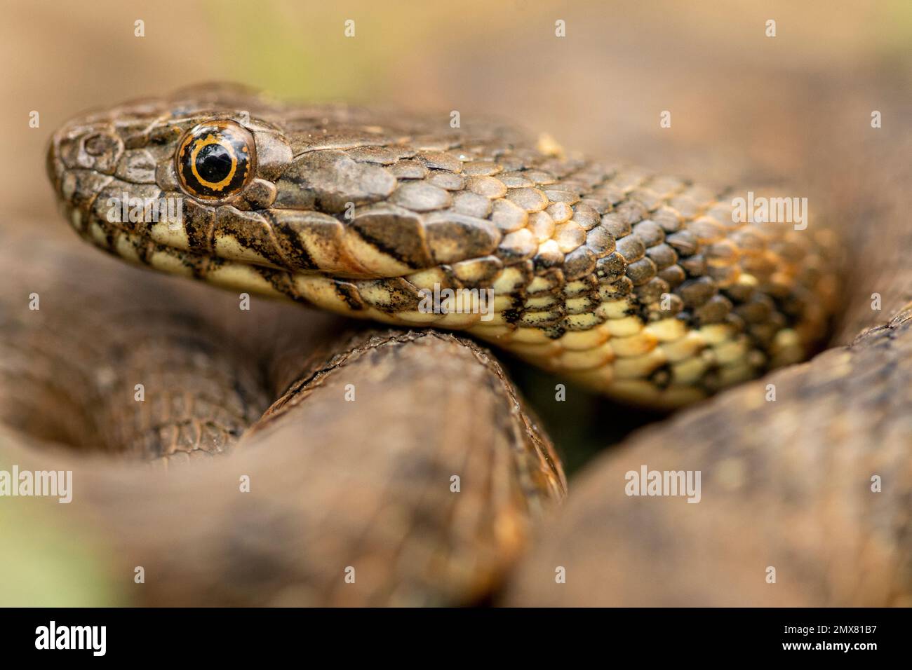 Wild natrix maura snake with camouflage scales slithering on rough dry ...