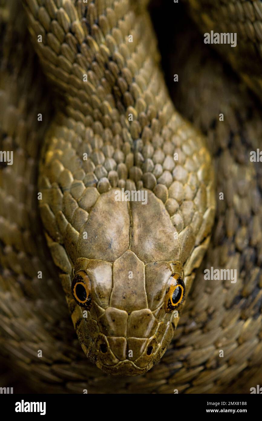 From above of wild natrix maura snake with camouflage scales slithering ...