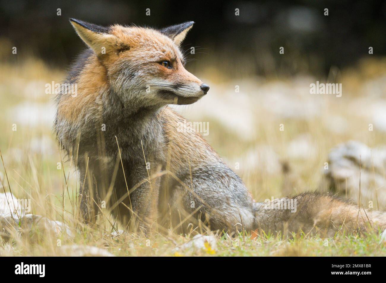 Cute fluffy fox sitting in autumn woods on grassy ground Stock Photo ...
