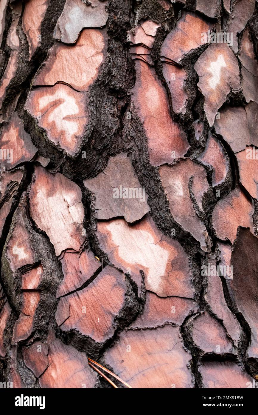 Textured background of cracked pink tree bark with different shapes in ...