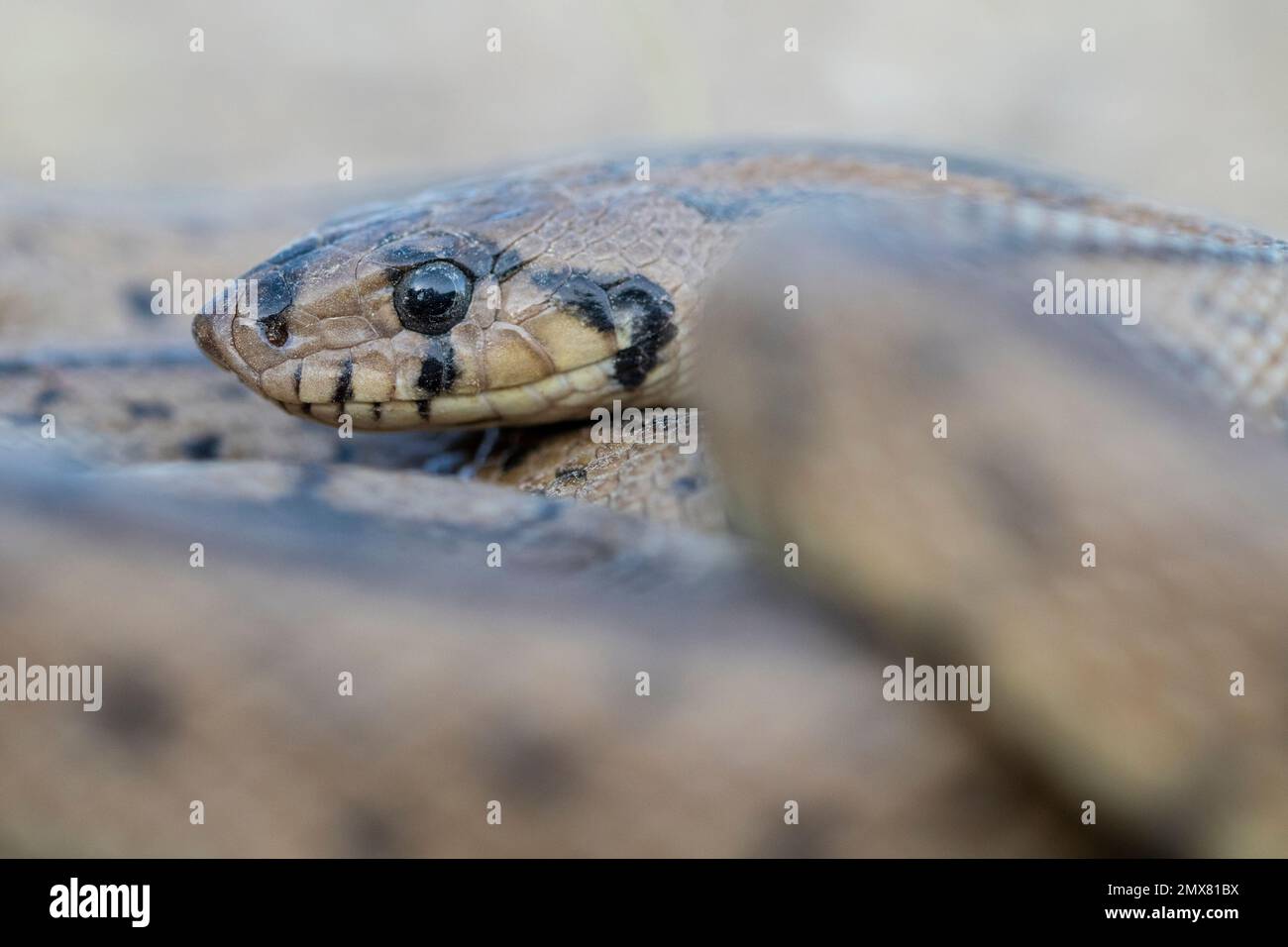 Closeup head of wild rhinechis scalaris snake with brown and black ...