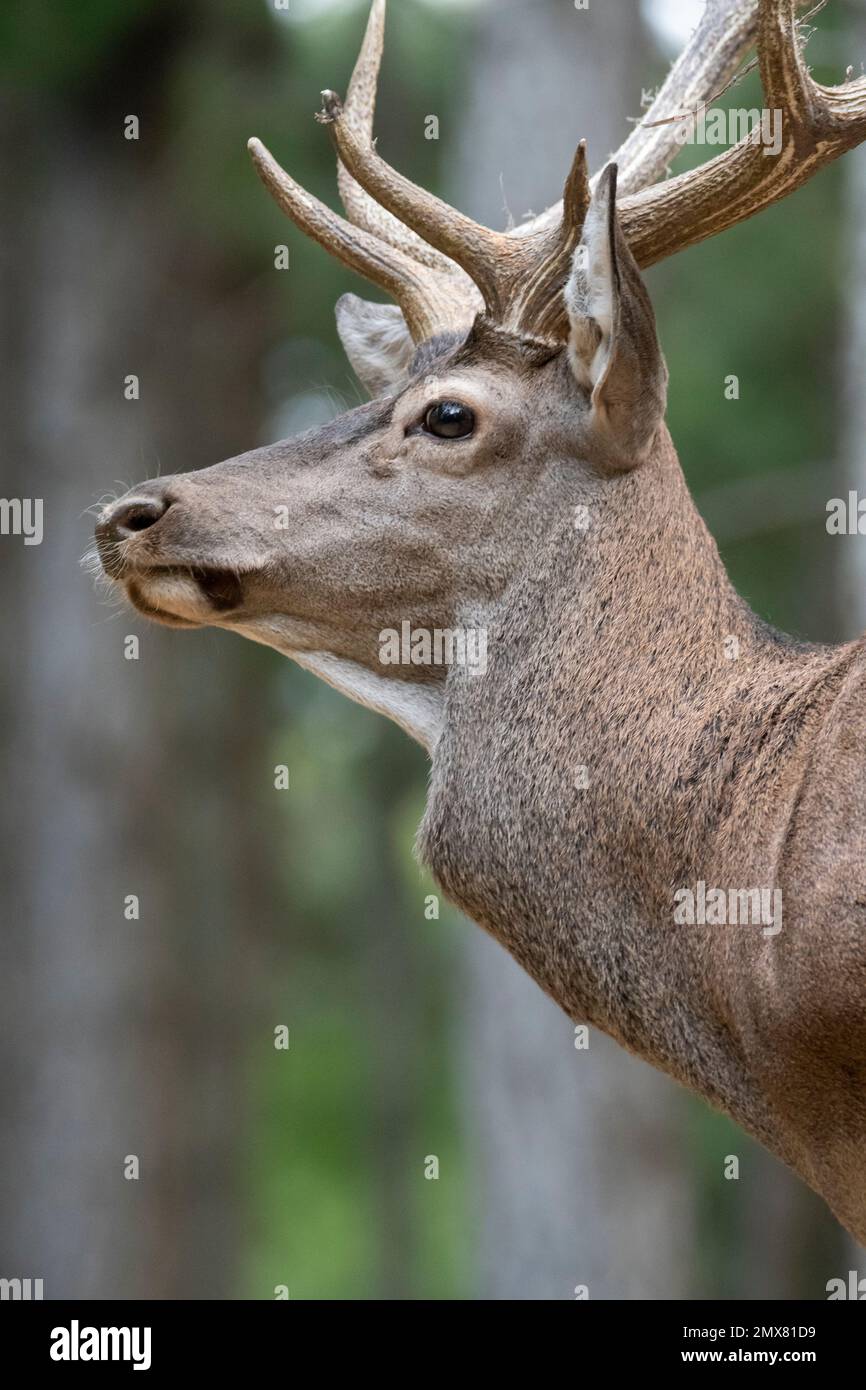 Wild deer with long antlers standing in forest against blurred ...
