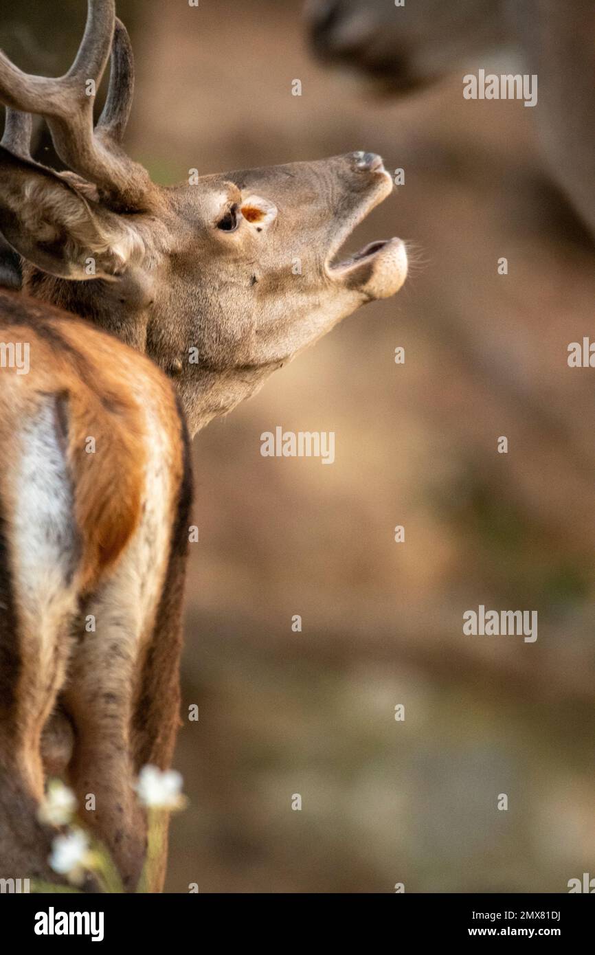 Wild deer with long antlers standing in forest against blurred ...