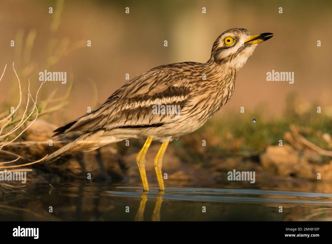 Side view of stone curlew with plumage and beak standing in lake ...