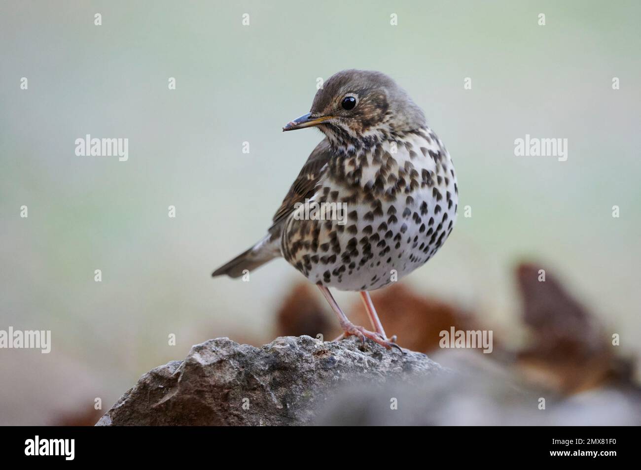 Adorable small thrush charlo bird sitting on stone against blurred ...