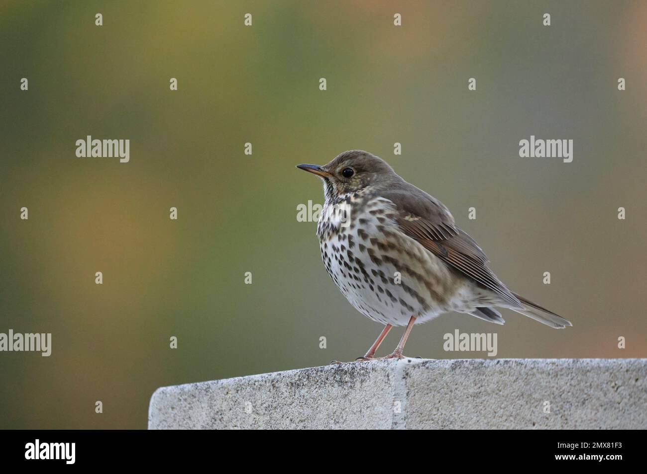 Adorable small thrush charlo bird sitting on stone against blurred ...