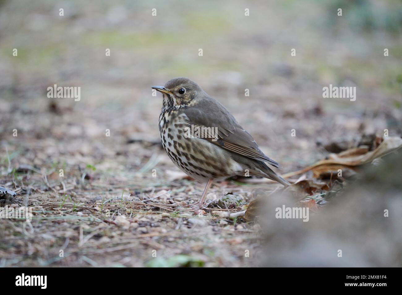 Wild turdus viscivorus bird with brown plumage sitting on grassy ground ...