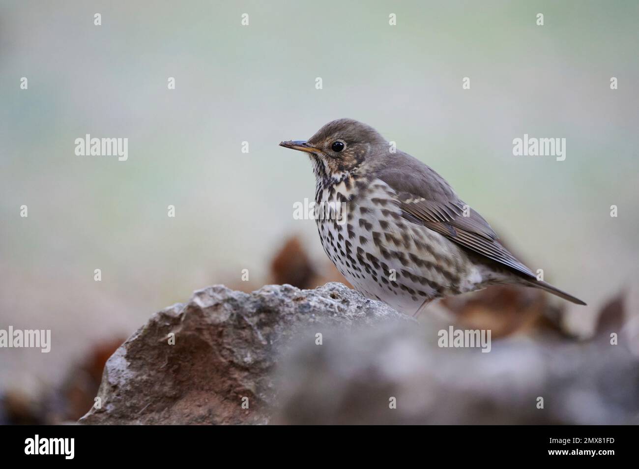 Adorable small thrush charlo bird sitting on stone against blurred ...