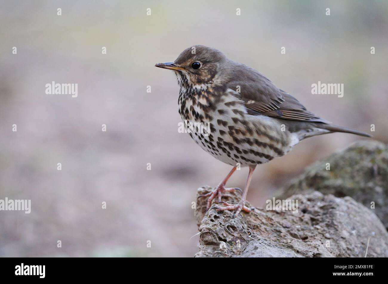 Adorable small thrush charlo bird sitting on stone against blurred ...
