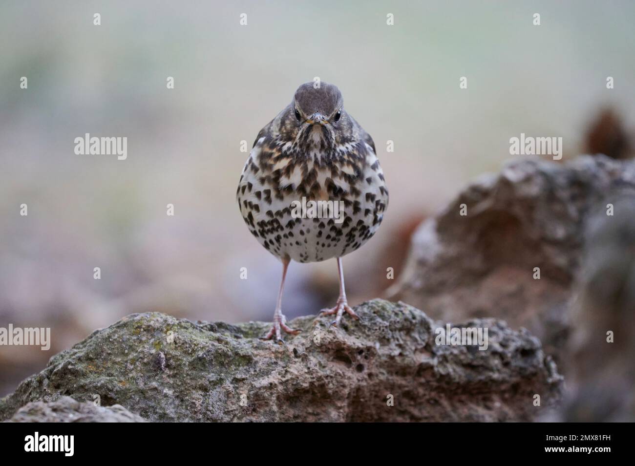 Adorable small thrush charlo bird sitting on stone against blurred ...
